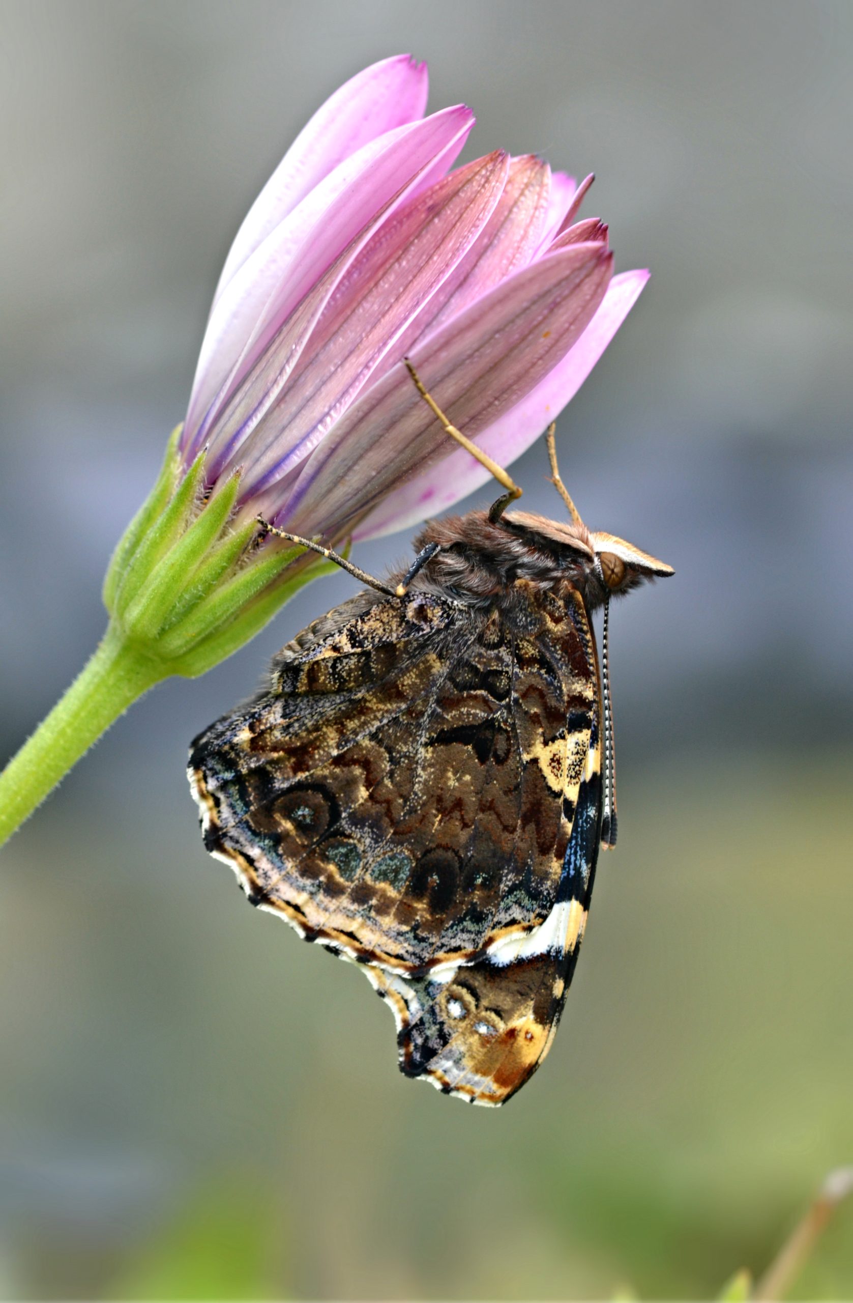 Butterfly numbers INCREASED this summer - NPTA