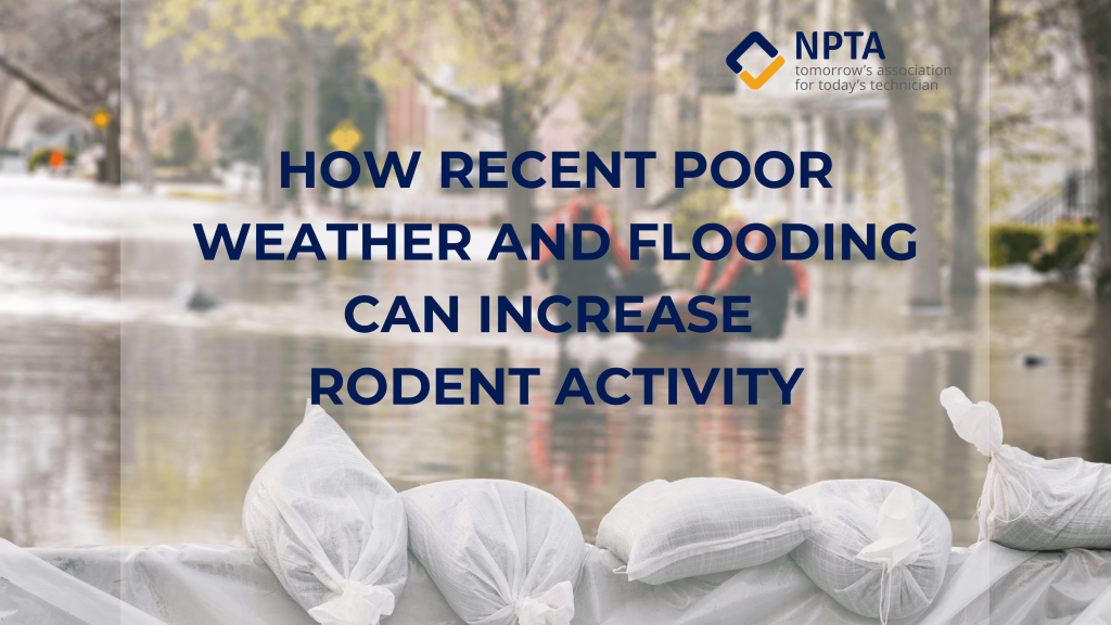 How Recent Poor Weather and Flooding Can Increase Rodent Activity - NPTA