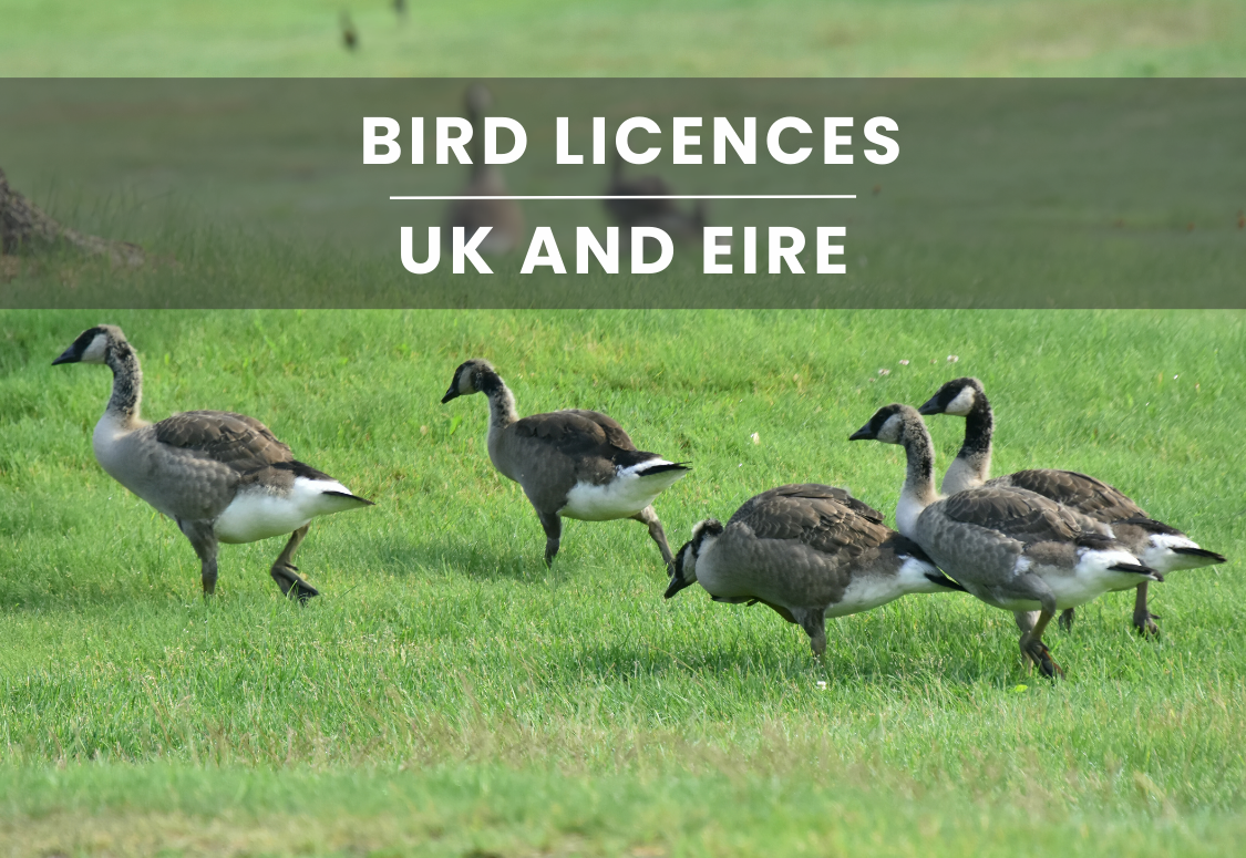 2026 changes to bird licences- UK and Eire - NPTA