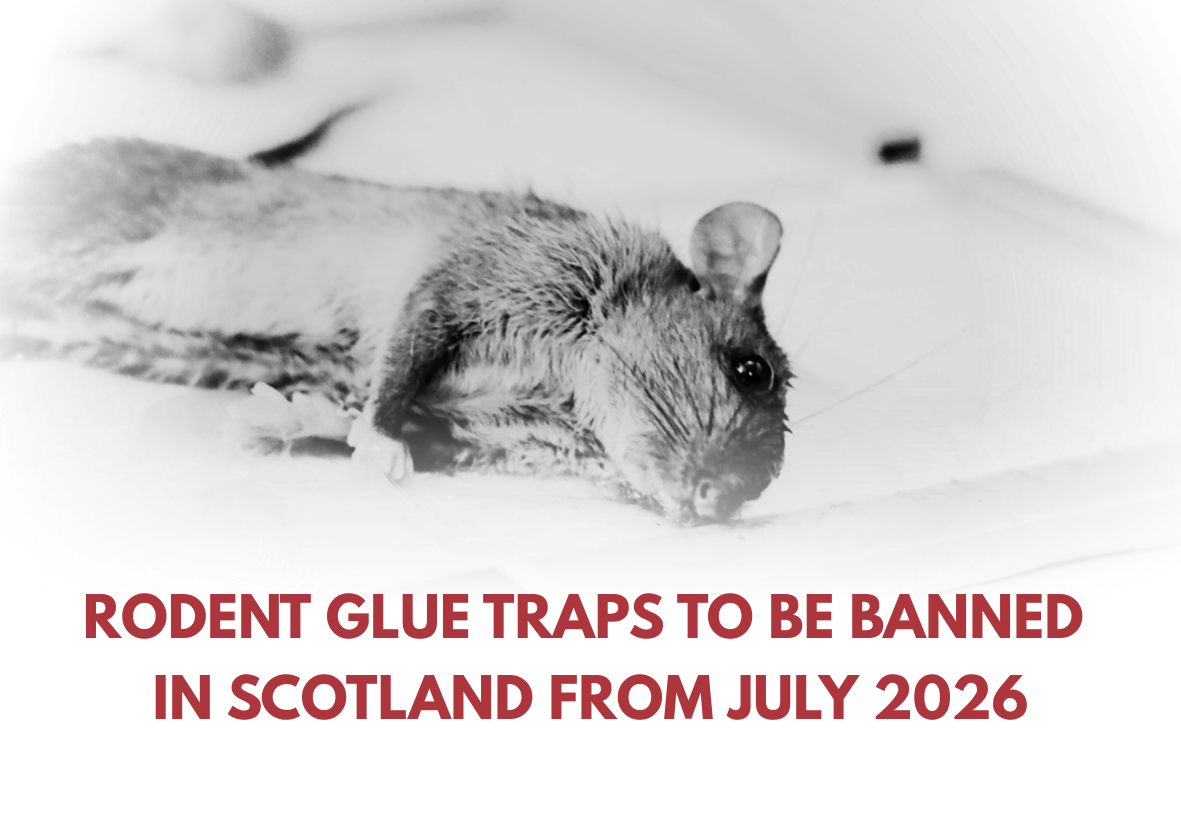 Rodent Glue Traps to be Banned in Scotland from July 2026 - NPTA